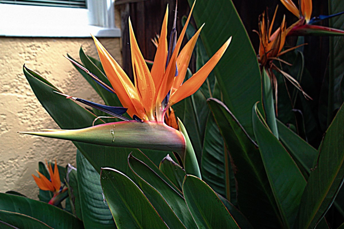 STRELITZIA