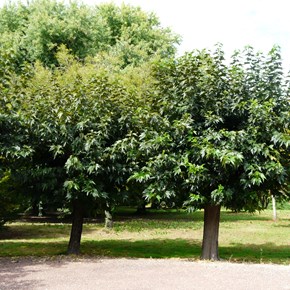 ARBRES D ALIGNEMENT ET D OMBRAGE