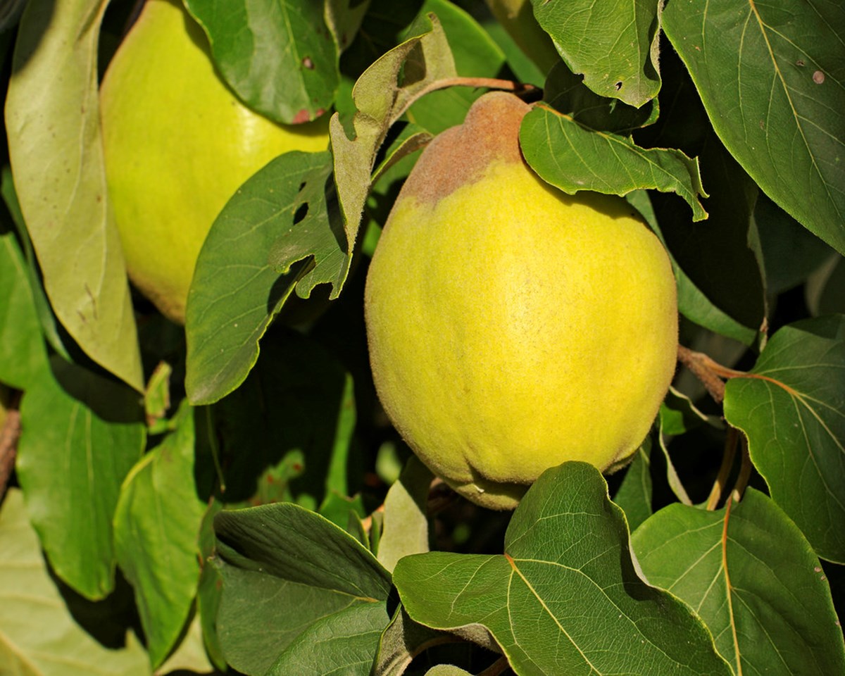 COGNASSIER A FRUIT