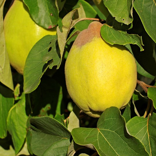 COGNASSIER A FRUIT RN