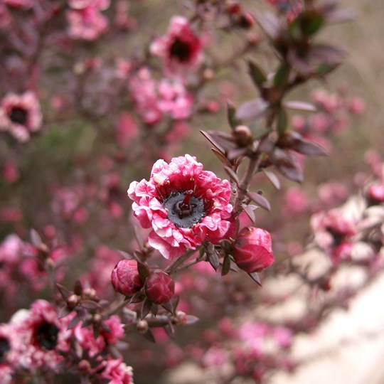 LEPTOSPERMUM