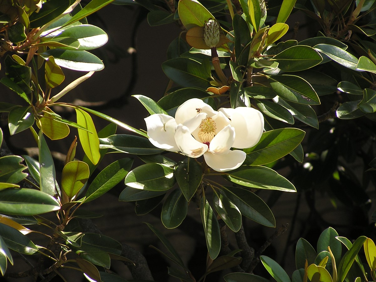 MAGNOLIA